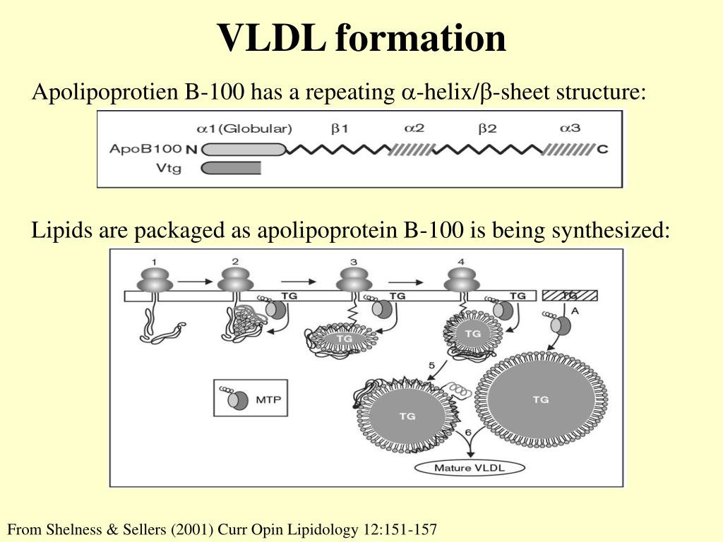 PPT - VLDL formation PowerPoint Presentation, free download - ID:4250347