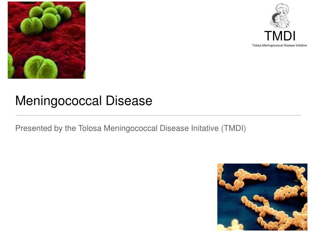 PPT - Meningococcal Disease PowerPoint Presentation, free download - ID ...