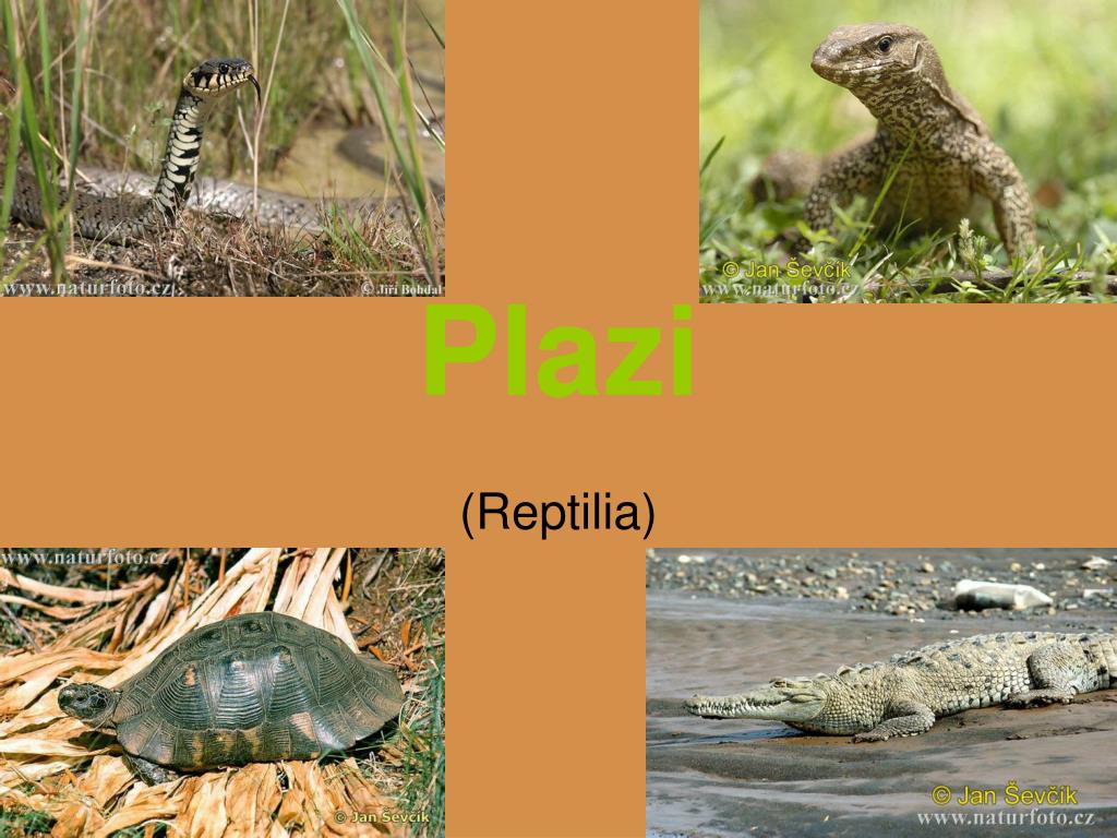 PPT - Plazi PowerPoint Presentation, free download - ID:4266523
