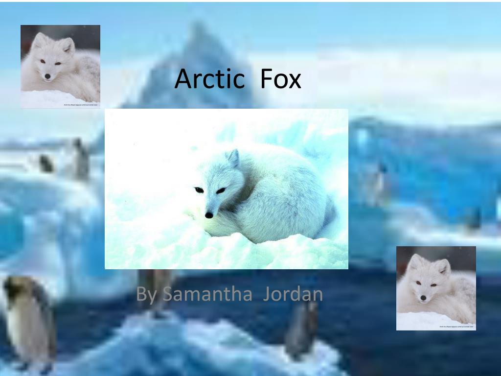PPT - Arctic Fox PowerPoint Presentation, free download - ID:4268102