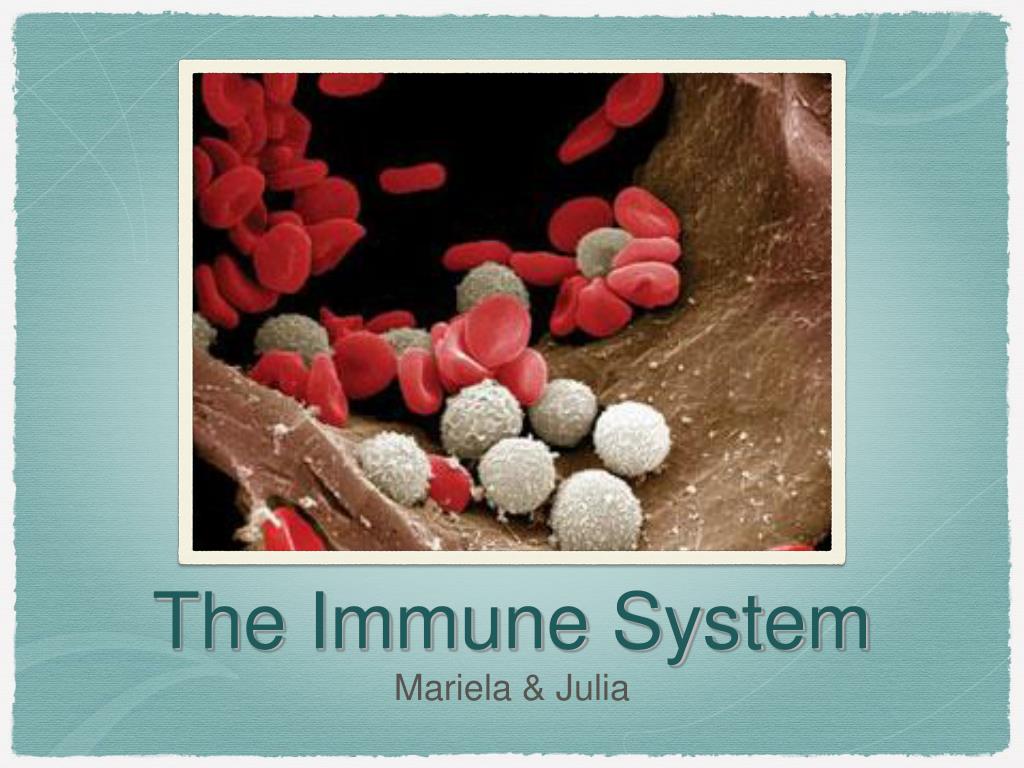 PPT - The Immune System PowerPoint Presentation, free download - ID:4273033