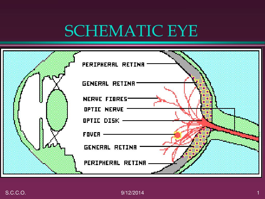 PPT - SCHEMATIC EYE PowerPoint Presentation, free download - ID:4278693