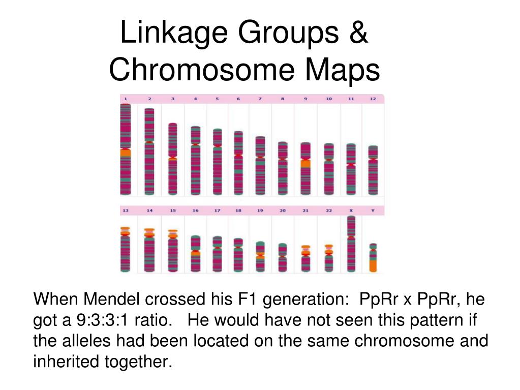 PPT - Linkage Groups & Chromosome Maps PowerPoint Presentation, free ...