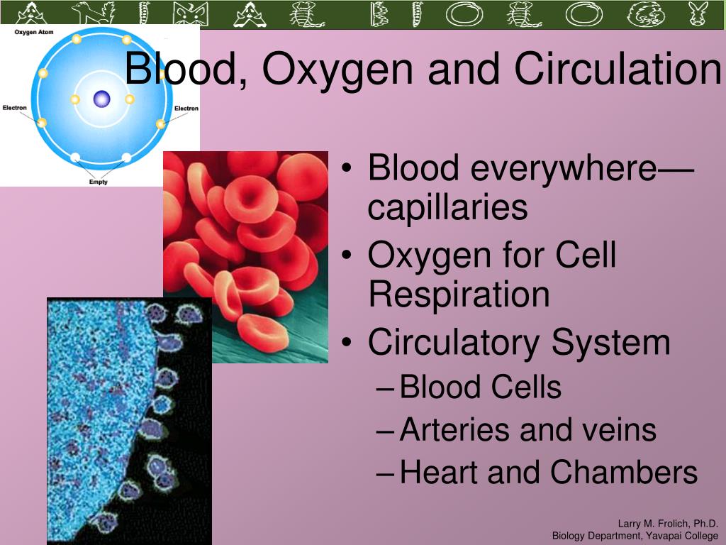 PPT - Blood, Oxygen and Circulation PowerPoint Presentation, free ...