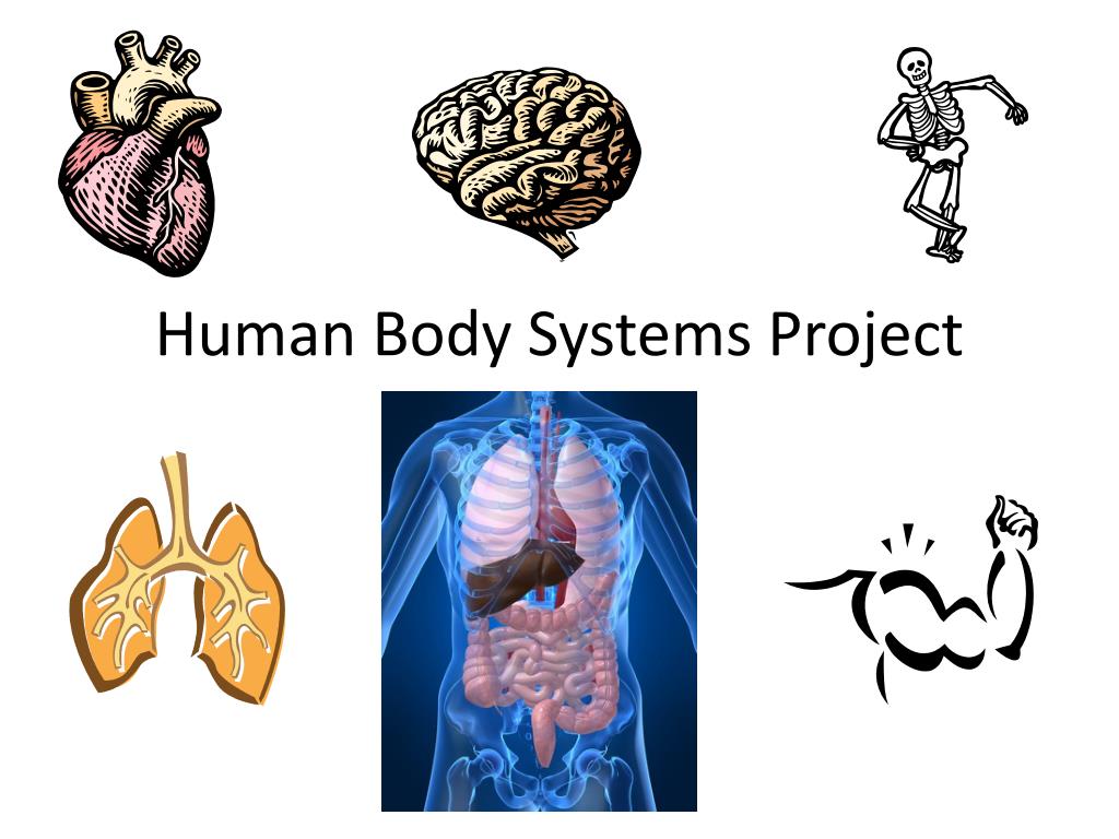 PPT - Explore Human Body Systems PowerPoint Presentation, free download ...