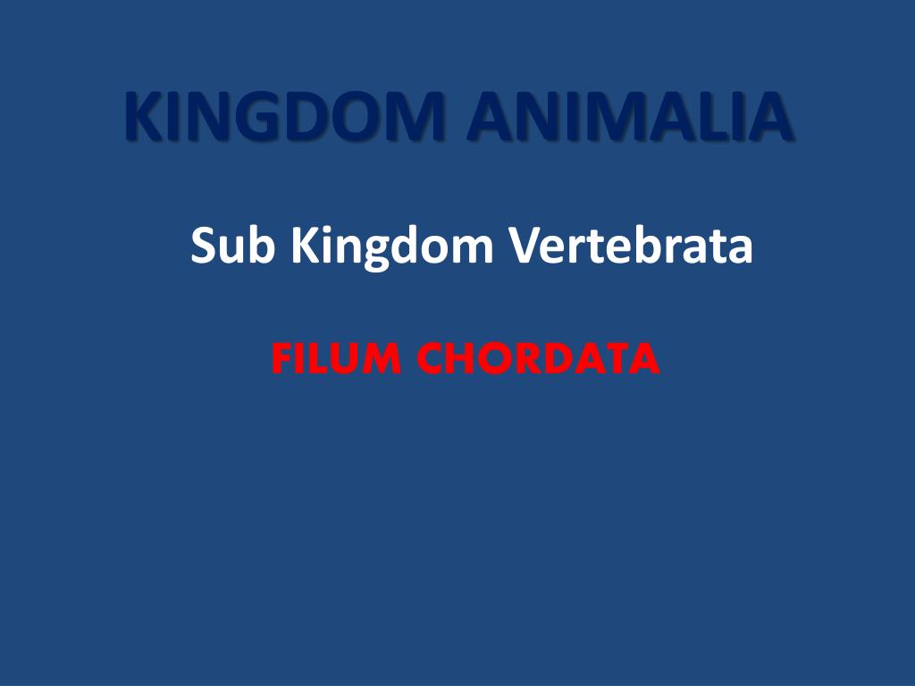 PPT - KINGDOM ANIMALIA PowerPoint Presentation, free download - ID:4299945
