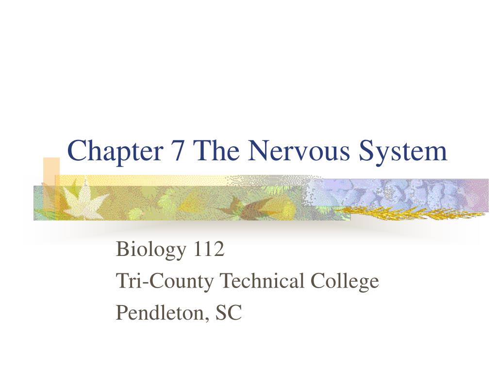 PPT - Chapter 7 The Nervous System PowerPoint Presentation, free ...