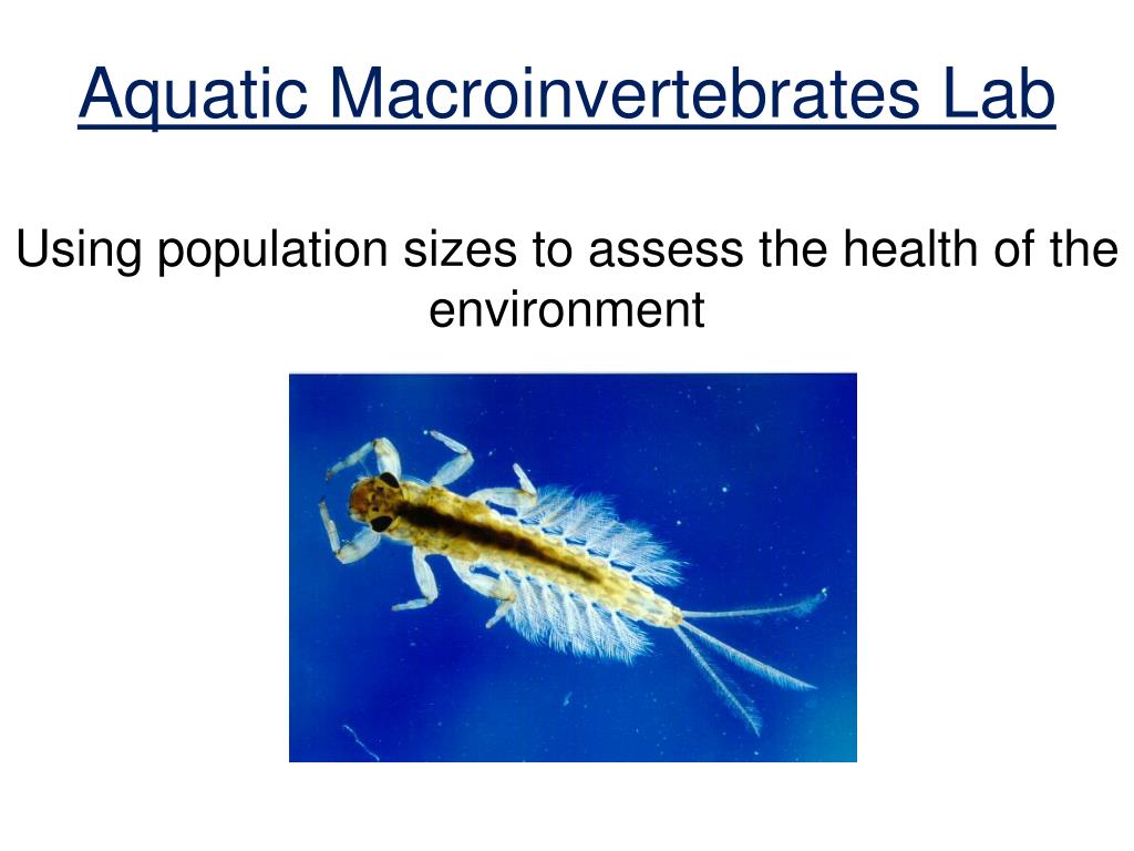 PPT - Aquatic Macroinvertebrates Lab PowerPoint Presentation, free ...