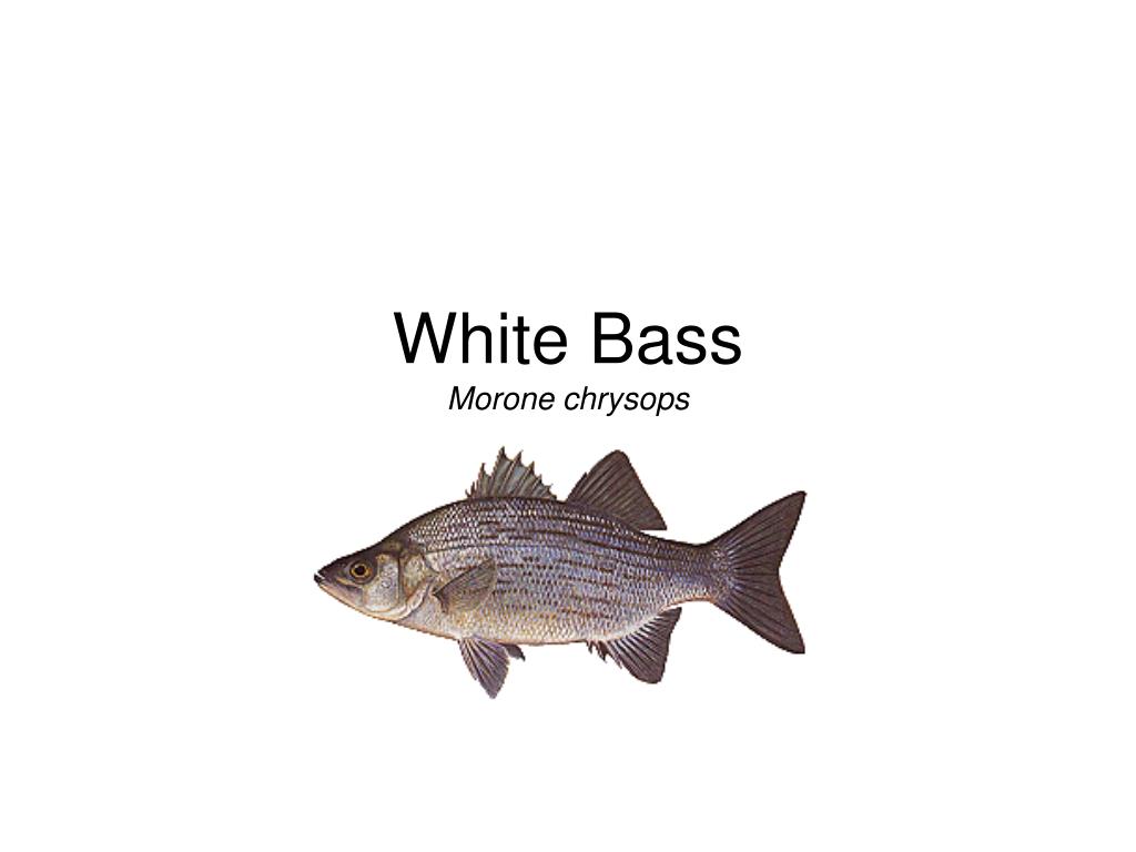 PPT - White Bass Morone chrysops PowerPoint Presentation, free download ...