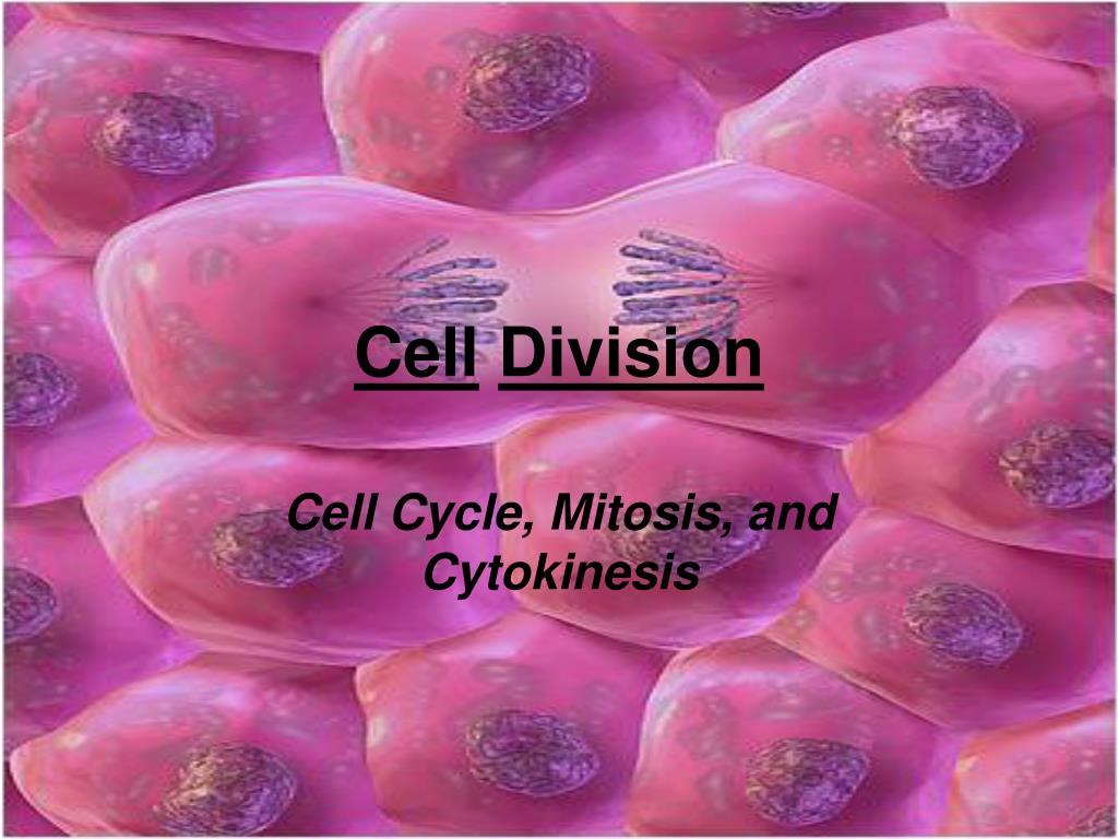 PPT - Cell Division PowerPoint Presentation, free download - ID:4315213