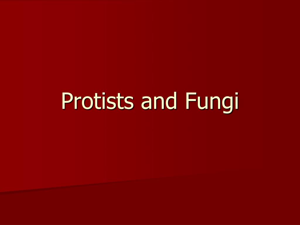 PPT - Protists and Fungi PowerPoint Presentation, free download - ID ...