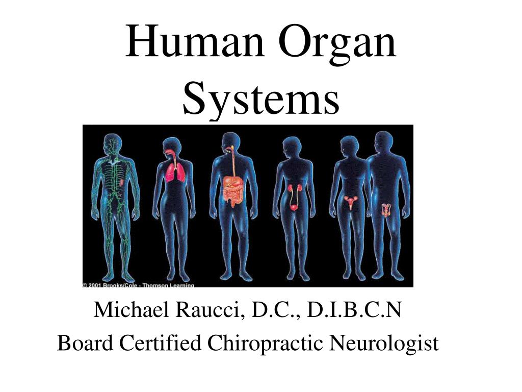 PPT - Human Organ Systems PowerPoint Presentation, free download - ID ...