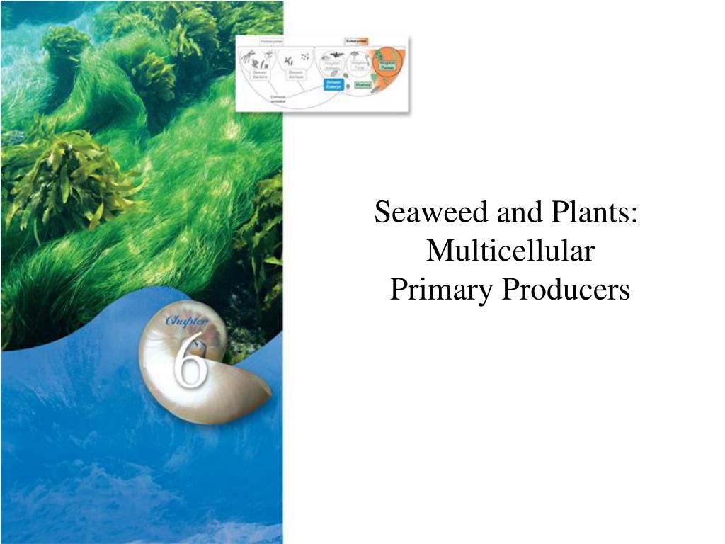 PPT - Seaweed and Plants: Multicellular Primary Producers PowerPoint ...