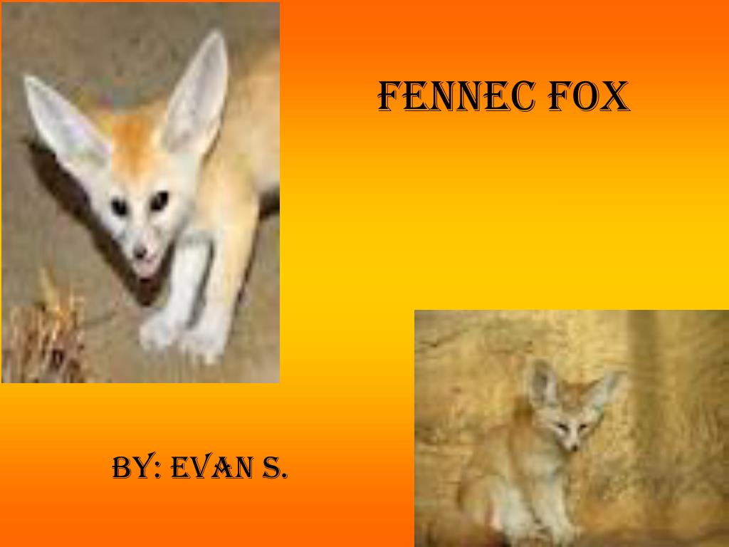 PPT - Fennec Fox PowerPoint Presentation, free download - ID:4333234