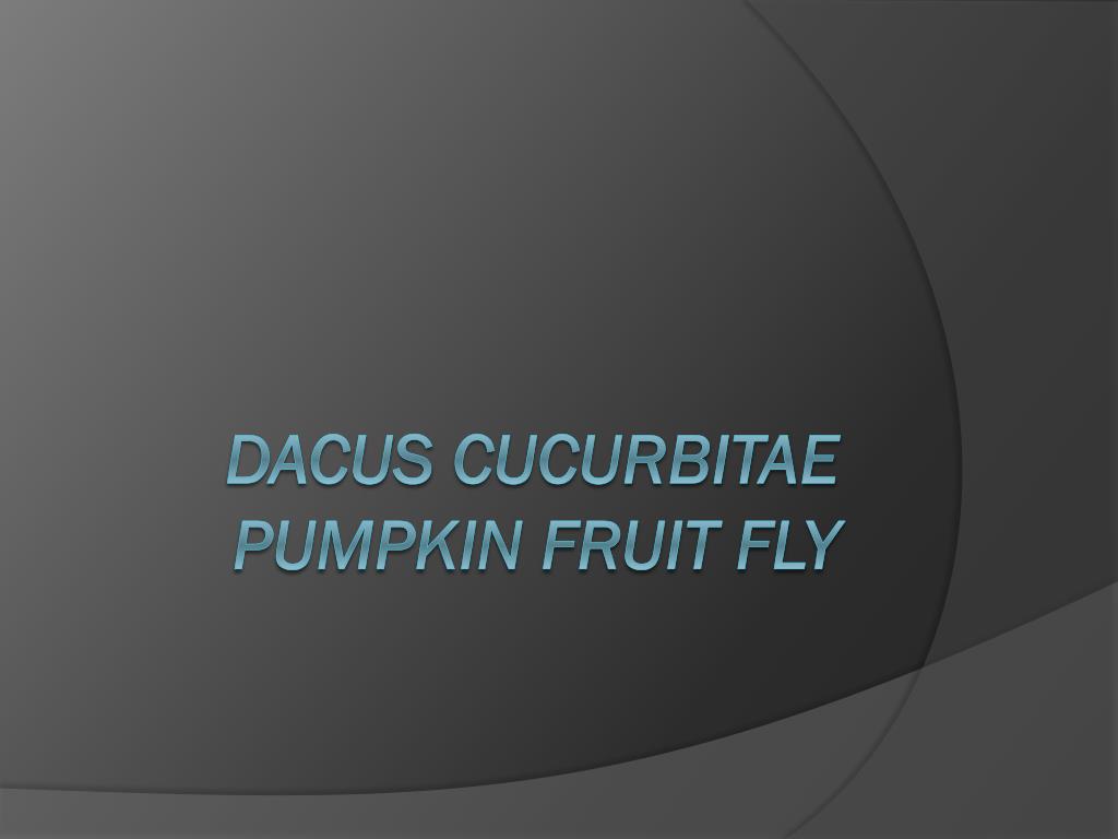 PPT - Dacus cucurbitae Pumpkin Fruit fly PowerPoint Presentation, free ...