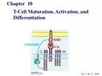PPT - T-Cell Maturation, Activation, And Differentiation PowerPoint ...