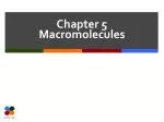PPT - Ch. 5 - Macromolecules PowerPoint Presentation, free download ...