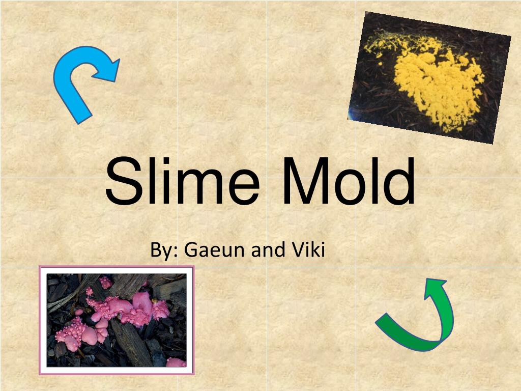 PPT - Slime Mold PowerPoint Presentation, free download - ID:4354377