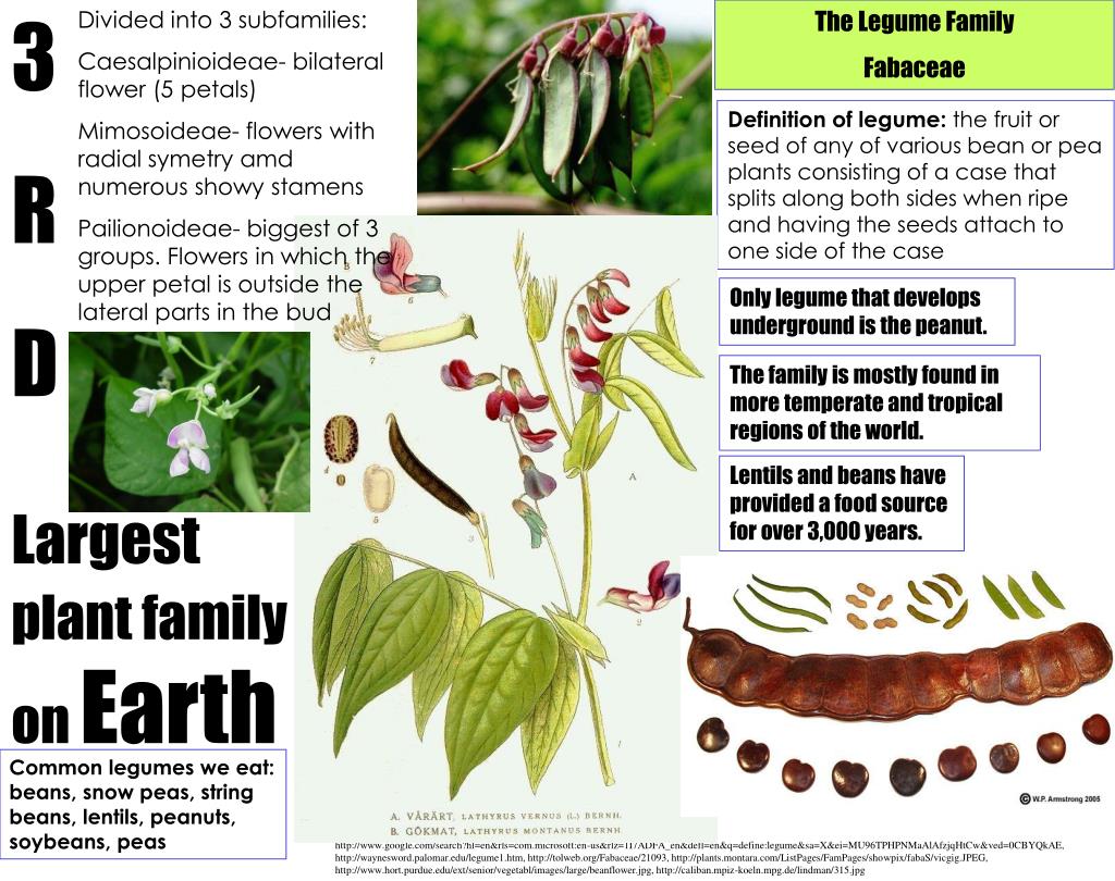PPT - The Legume Family Fabaceae PowerPoint Presentation, free download ...