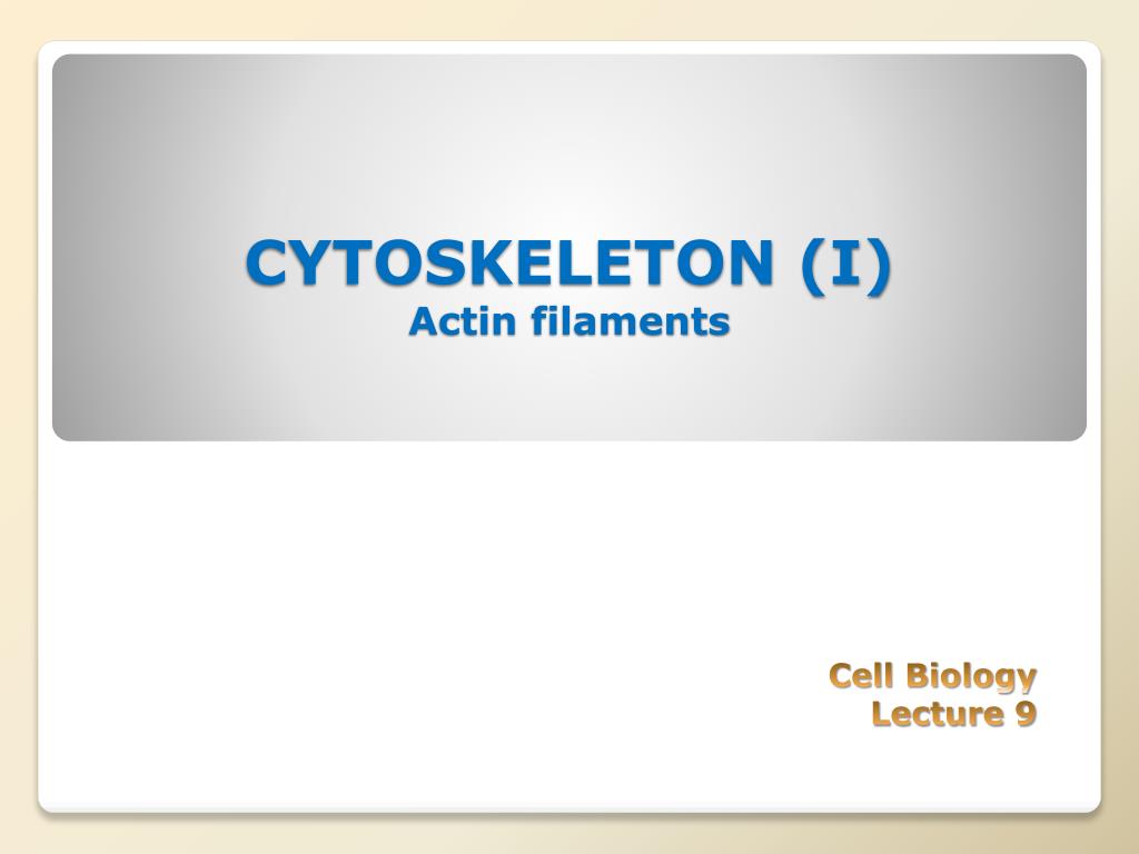 PPT - CYTOSKELETON (I) Actin filaments PowerPoint Presentation, free ...