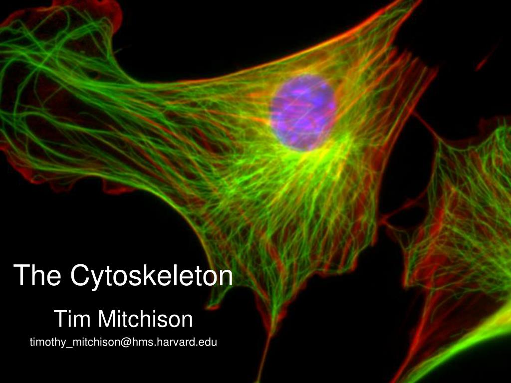 PPT - The Cytoskeleton PowerPoint Presentation, free download - ID:4364214