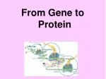 PPT - Chapter 17~ From Gene to Protein PowerPoint Presentation, free ...