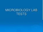 PPT - Microbiology Unknown Lab BIO 187 PowerPoint Presentation, free ...