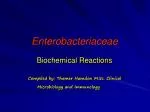 PPT - Enterobacteriaceae PowerPoint Presentation, free download - ID ...