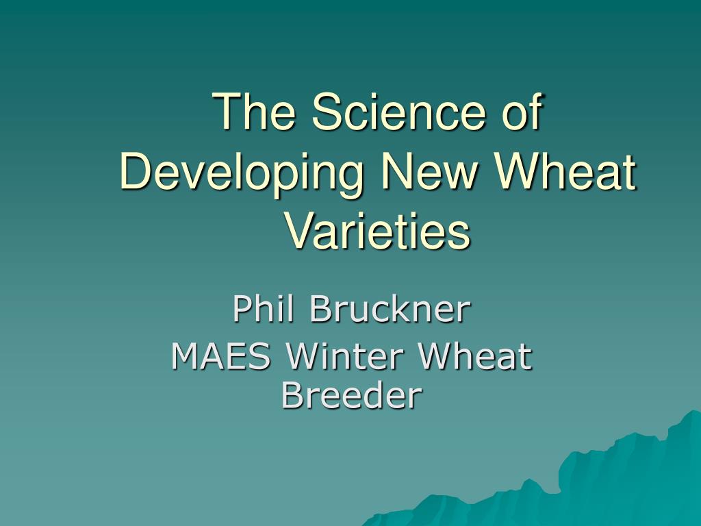 PPT - The Science of Developing New Wheat Varieties PowerPoint ...