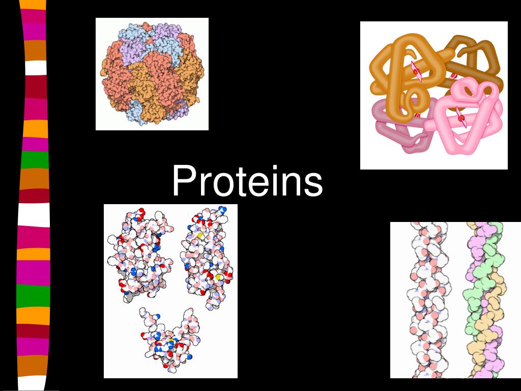 PPT - Proteins PowerPoint Presentation, free download - ID:4372405