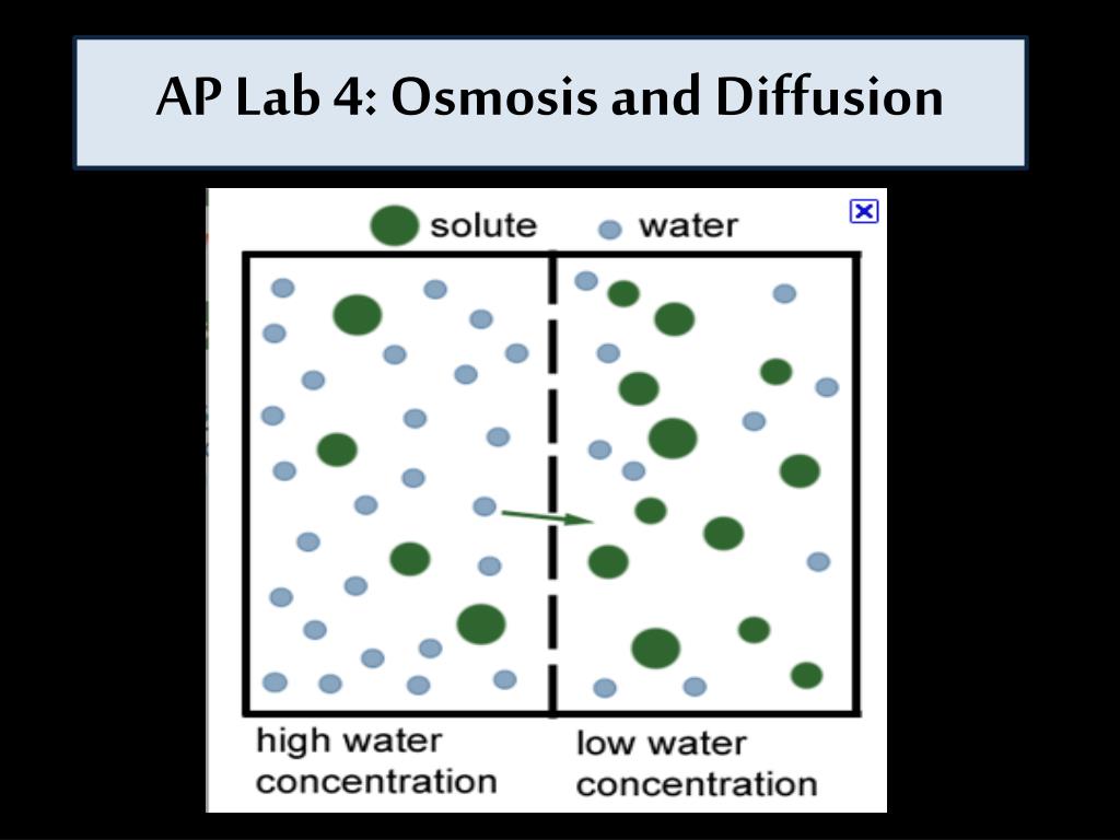 PPT - AP Lab 4: Osmosis and Diffusion PowerPoint Presentation, free ...
