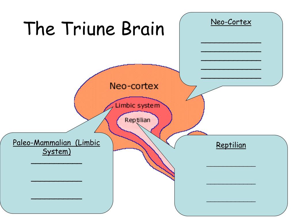 PPT - The Triune Brain PowerPoint Presentation, free download - ID:4387256