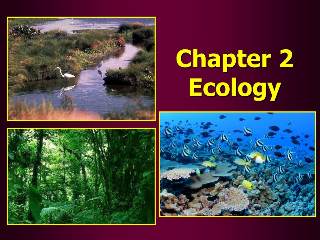 PPT - Chapter 2 Ecology PowerPoint Presentation, free download - ID:4394241