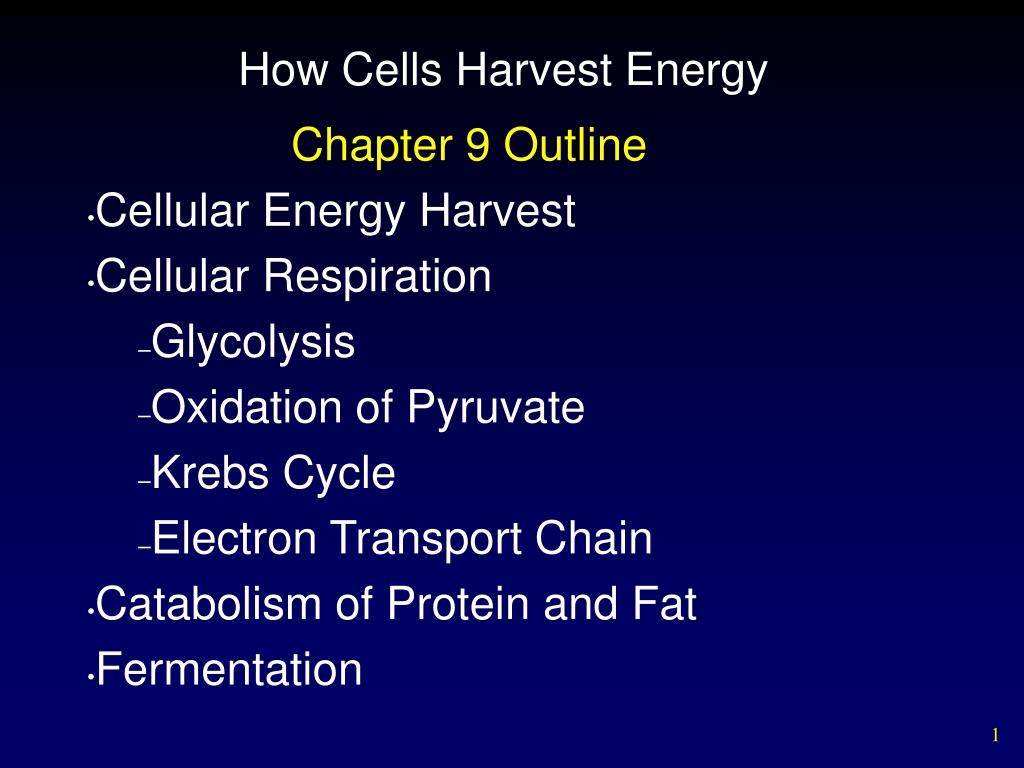 PPT - How Cells Harvest Energy PowerPoint Presentation, free download ...
