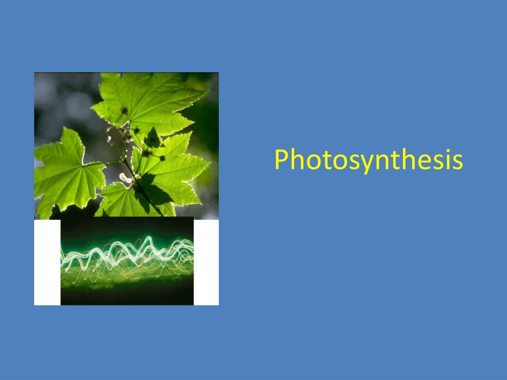 PPT - Understanding Photosynthesis: Process, Energy, and Experiments ...