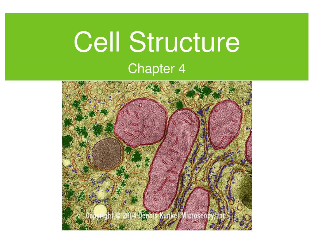 PPT - Cell Structure PowerPoint Presentation, free download - ID:4406165
