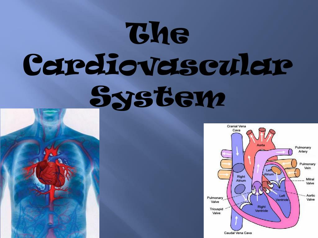 PPT - The Cardiovascular System PowerPoint Presentation, free download ...