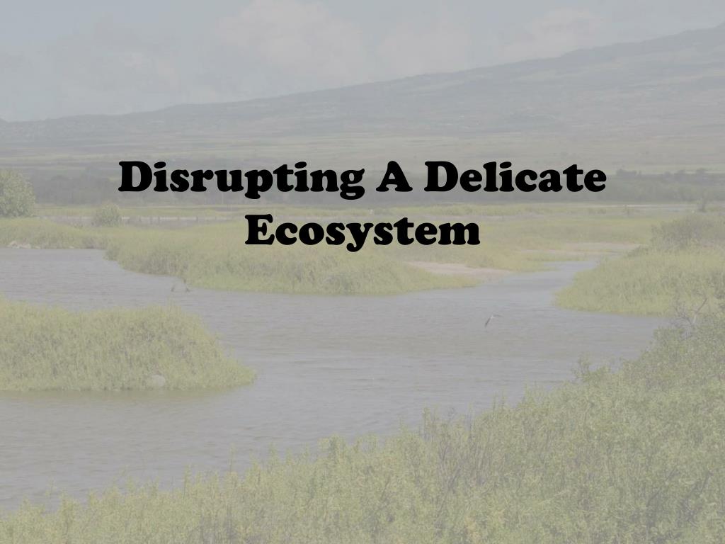 PPT - Disrupting A Delicate Ecosystem PowerPoint Presentation, free ...