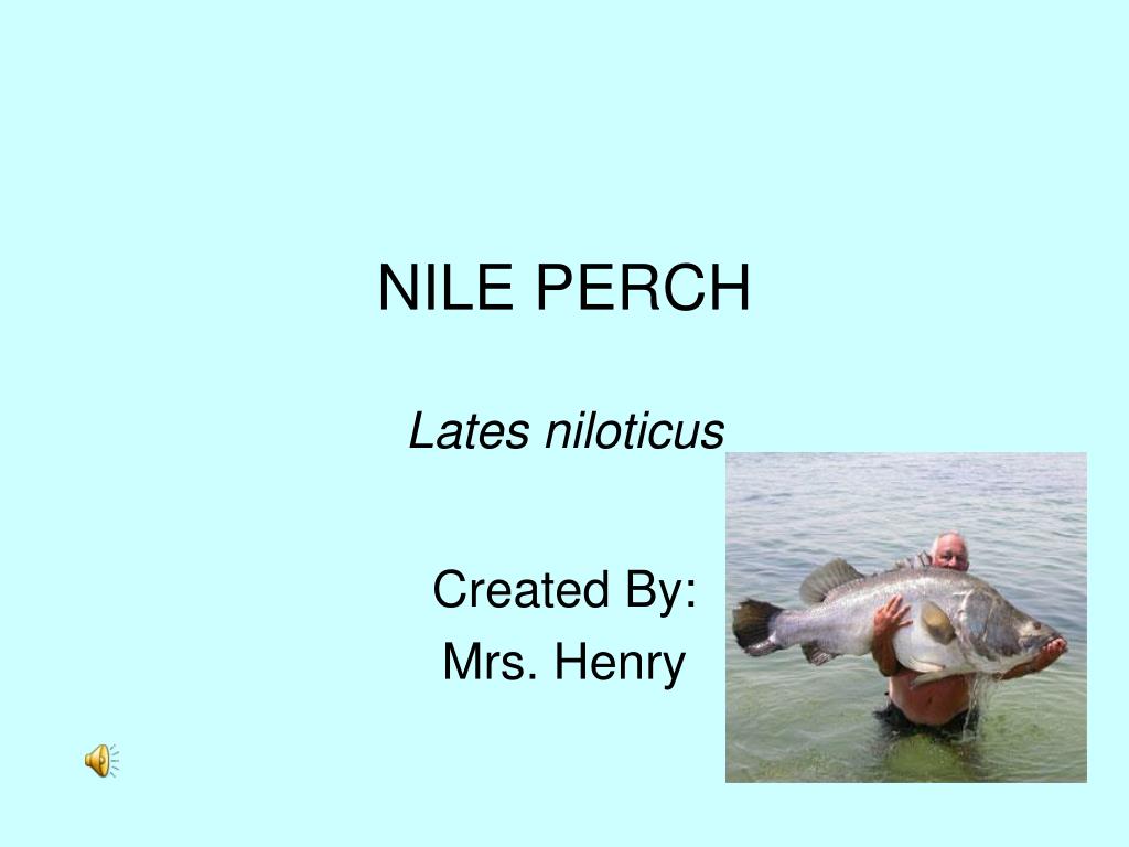 PPT - NILE PERCH Lates niloticus PowerPoint Presentation, free download ...