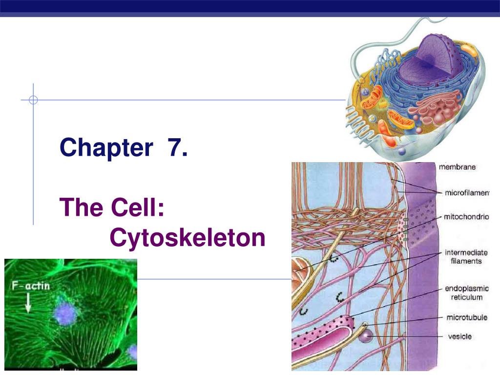 PPT - Chapter 7. The Cell: Cytoskeleton PowerPoint Presentation, free ...