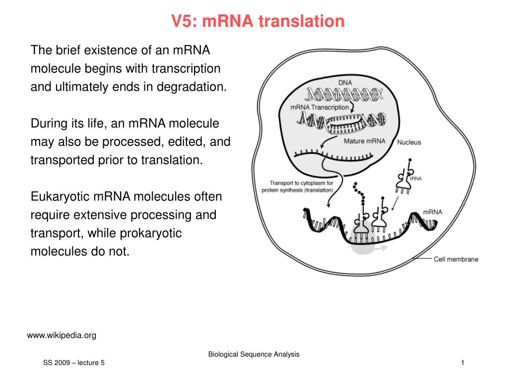 PPT - V5: mRNA translation PowerPoint Presentation, free download - ID ...