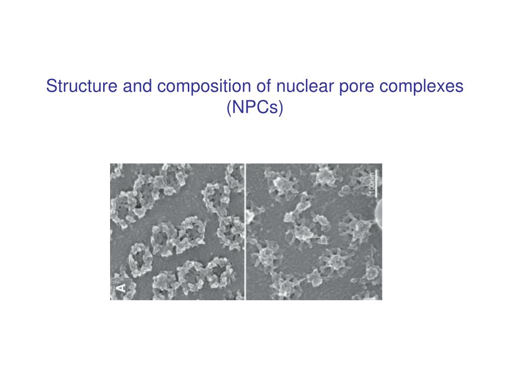 PPT - Structure and composition of nuclear pore complexes (NPCs ...