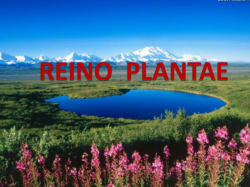 PPT - REINO PLANTAE PowerPoint Presentation, free download - ID:4469722