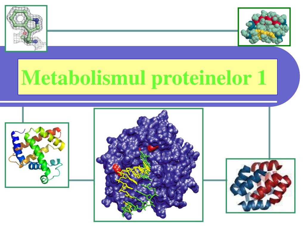 PPT - Metabolismul proteinelor 1 PowerPoint Presentation, free download ...