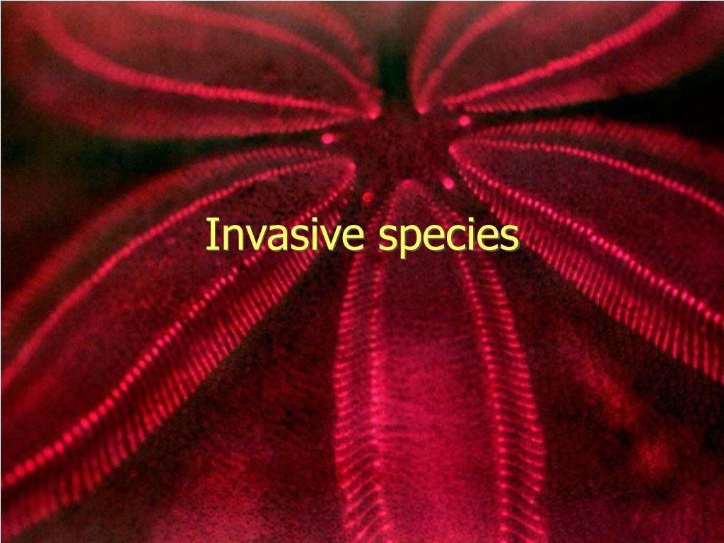 PPT - Invasive species PowerPoint Presentation, free download - ID:4473761