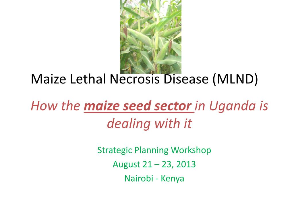 PPT - Maize Lethal Necrosis Disease (MLND) PowerPoint Presentation ...