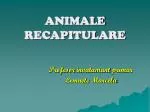 PPT - SUBSTANTIVUL (recapitulare) PowerPoint Presentation, free ...