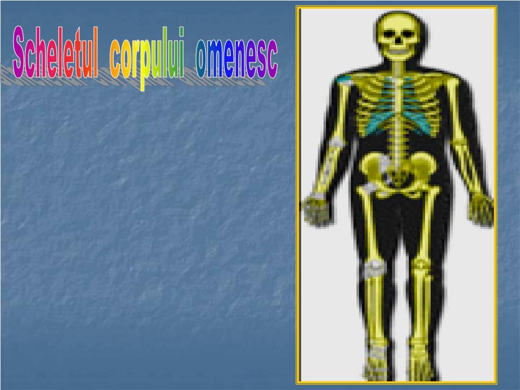 PPT - Scheletul corpului omenesc PowerPoint Presentation, free download ...