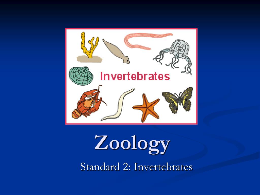 PPT - Zoology PowerPoint Presentation, free download - ID:4484889