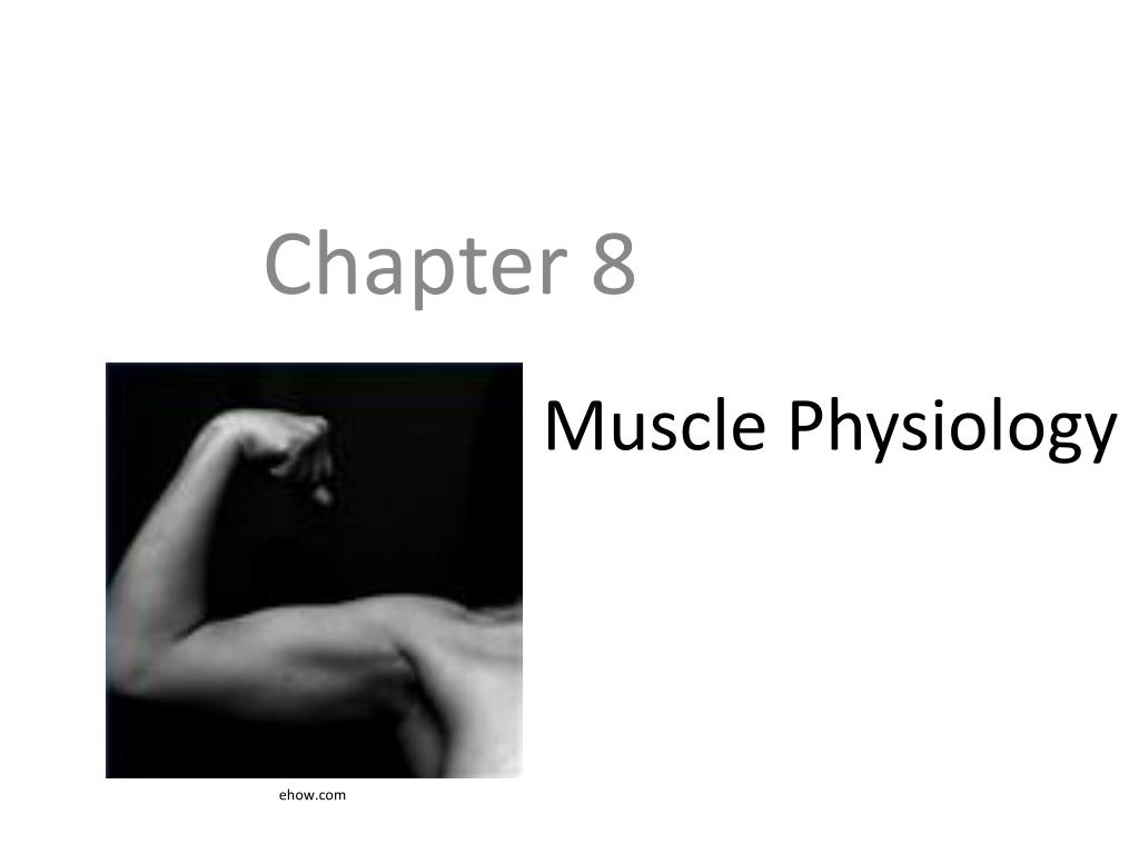 PPT - Muscle Physiology PowerPoint Presentation, free download - ID:4486985